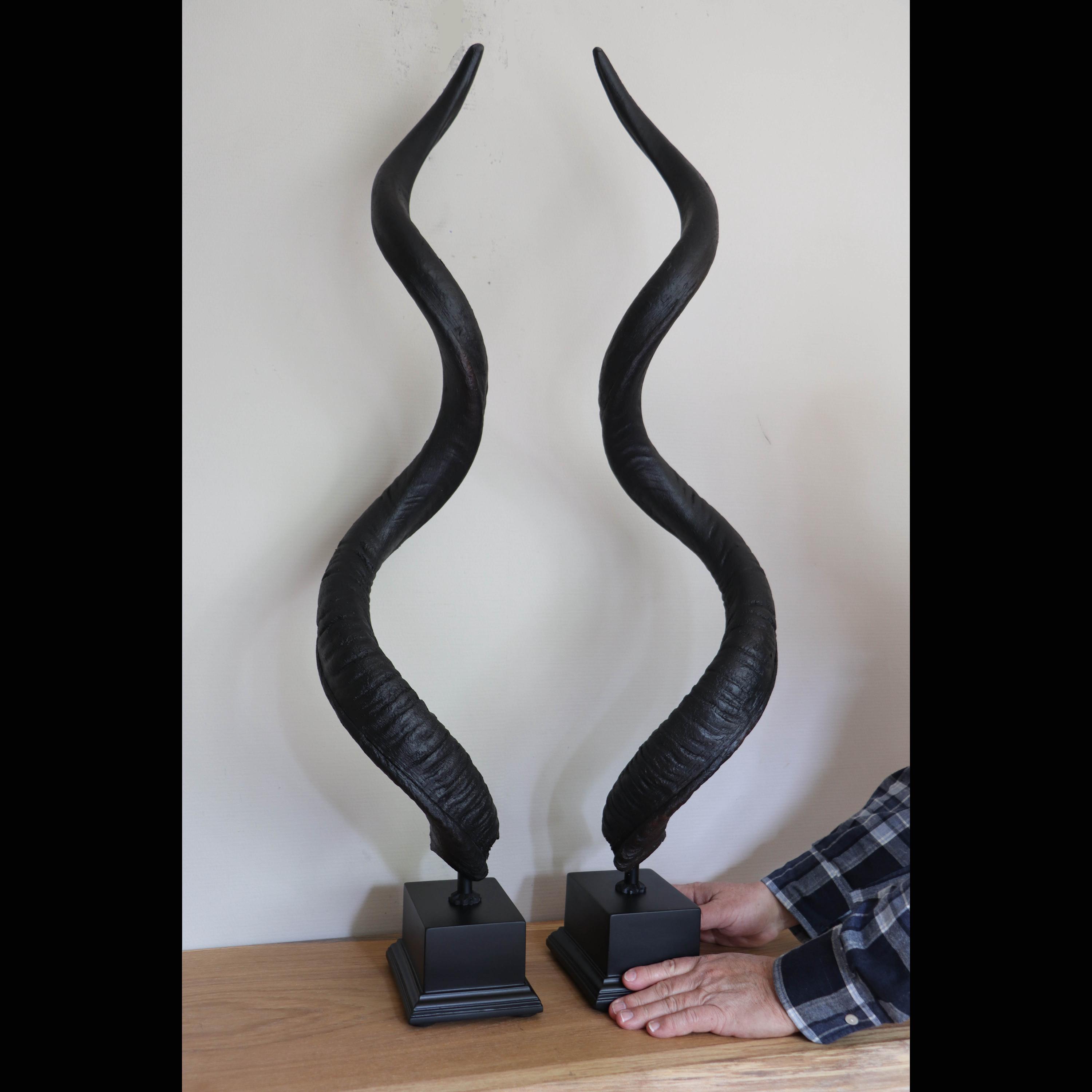 Pair Kudu Horns on a Black Solid Pedstal, 2 Real Horns Display, Set ...