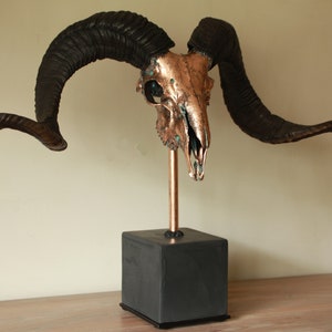 Ram Skull on Pedestal, Ram Skull in Roségold in Aged Finish, Real ...
