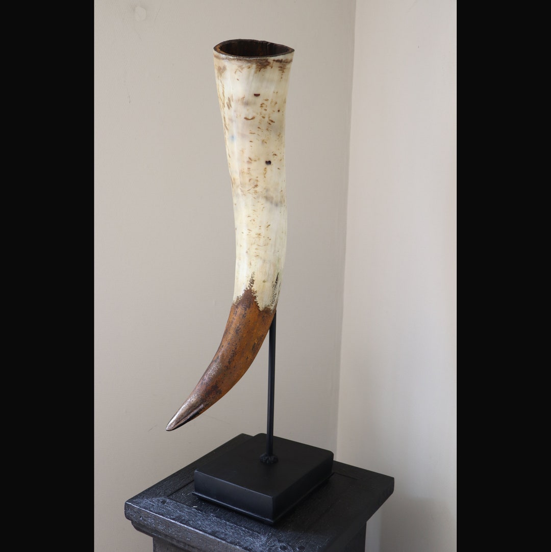 Longhorn Mounted on a Solid Vintage Pedestal, Real Cowhorns on Display ...
