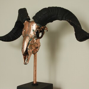Ram Skull on Pedestal, Ram Skull in Roségold in Aged Finish, Real ...