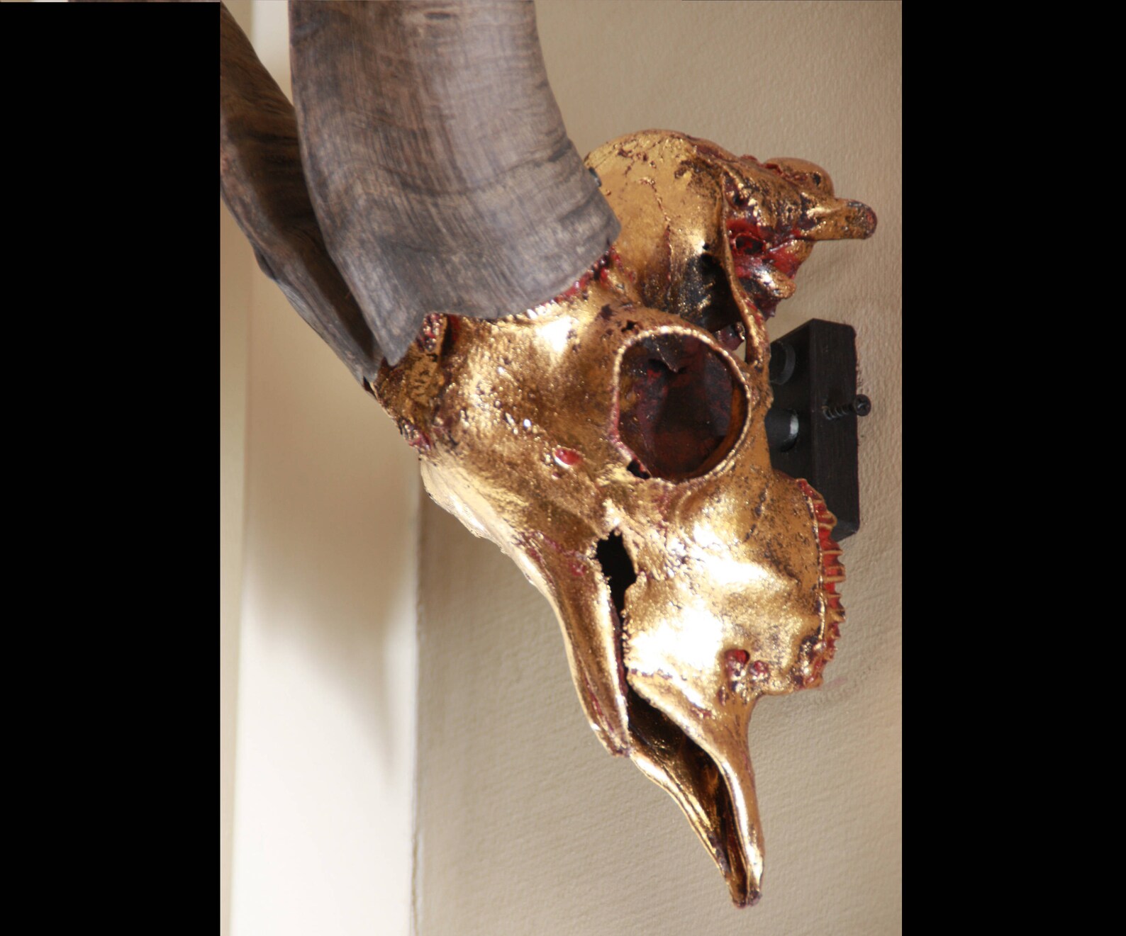 Goat Skull With Wall Bracket Real Goatskull Wall Mount Wall - Etsy