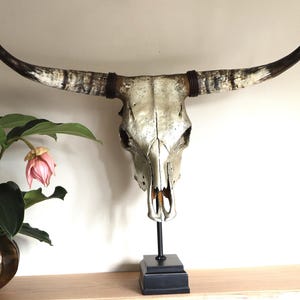 Scottisch Highlander Skull, Cowskull Display in Pewter, Real ...