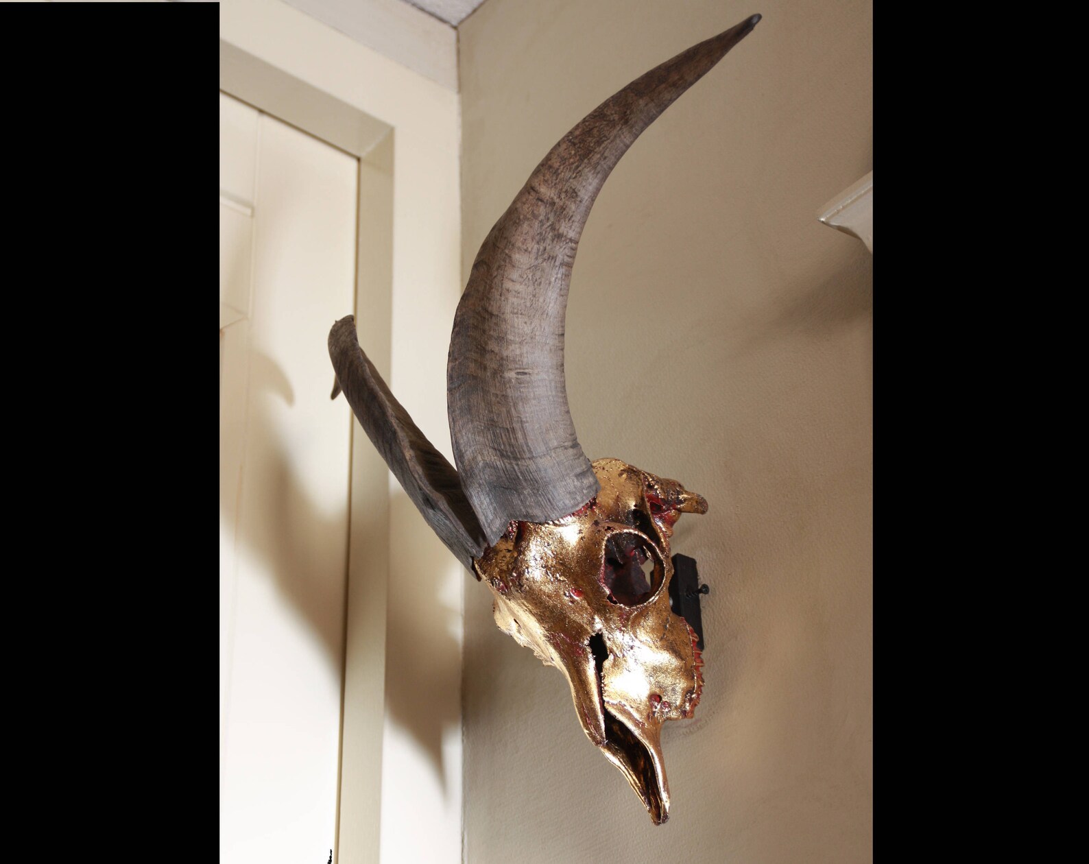 Goat Skull With Wall Bracket Real Goatskull Wall Mount Wall - Etsy