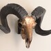Ram Skull on Pedestal, Ram Skull in Roségold in Aged Finish, Real ...