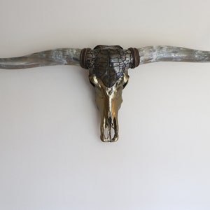 Longhorn, Original Longhornskull, Longhorn Skull Real Horns, Living ...