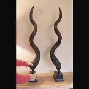 Pair Kudu Horns on a Black Solid Pedstal, Real Horn Display, Set Horns ...
