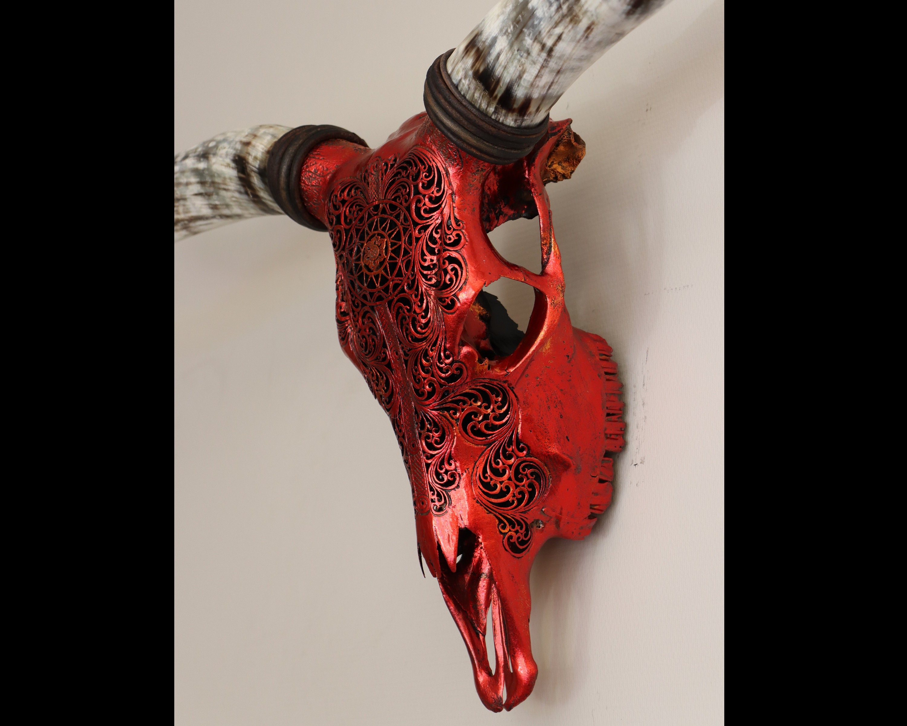 Longhorn skull Engraved steer skull Real skull in red | Etsy