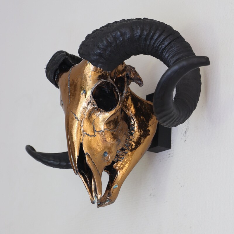 Real Ram Skull - Etsy