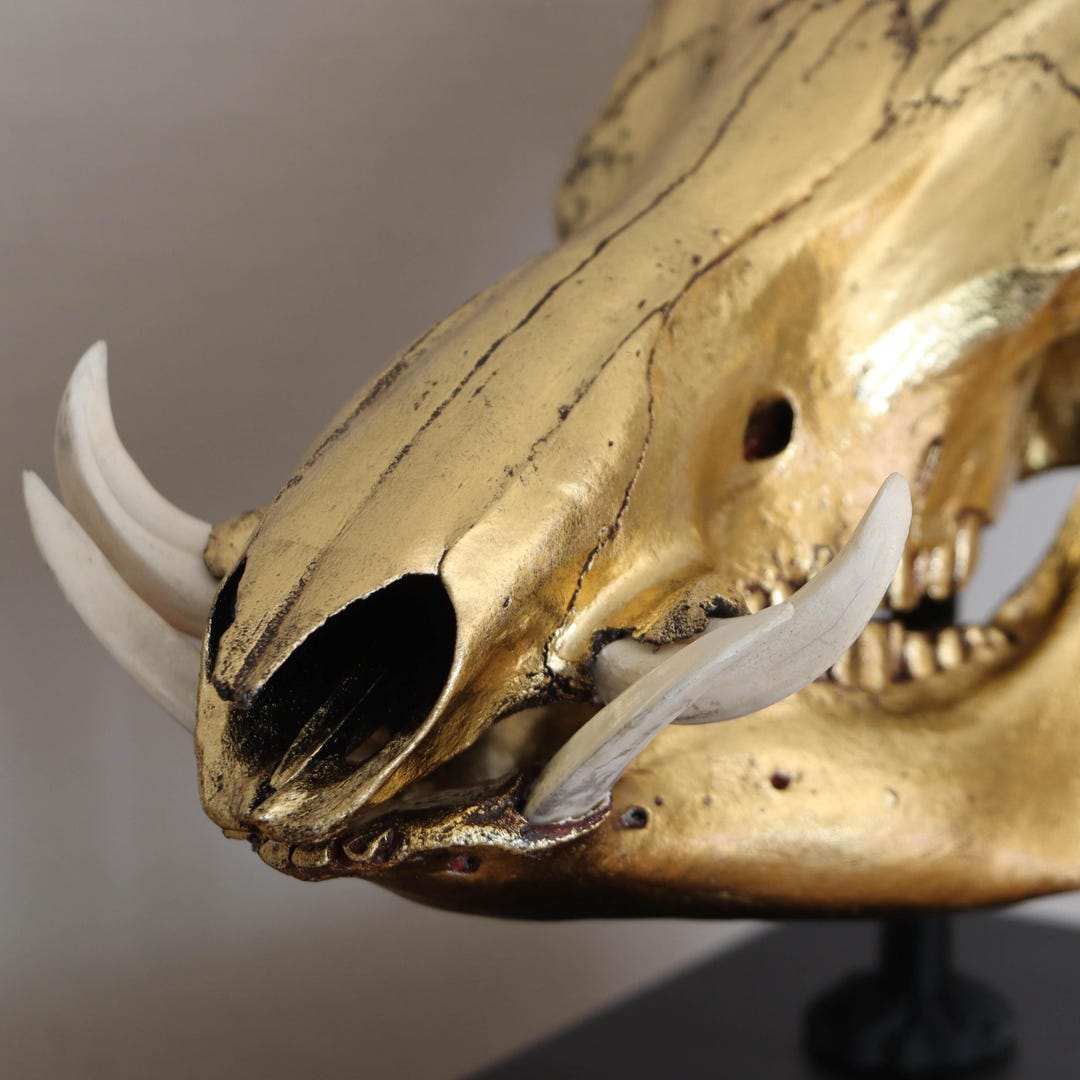 Wildboarskull, Metalized Skull in Gold, Real Wild Boar Skull on Stand ...