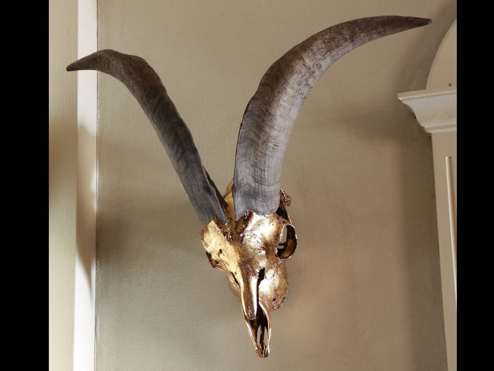Goat Skull With Wall Bracket Real Goatskull Wall Mount Wall - Etsy