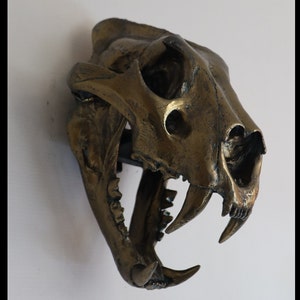 Lion Skull, Lion ( Replica ) Metalized in Brass, Brons, Antique ...