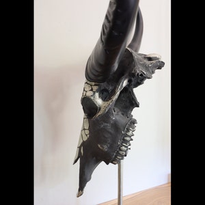 Real Buffalo Skull on Pedestal, Buffalo Skull Decorated Metalized ...