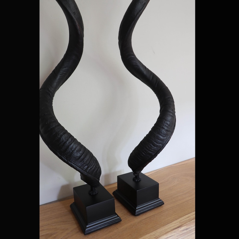 Pair Kudu Horns on a Black Solid Pedstal, 2 Real Horns Display, Set ...