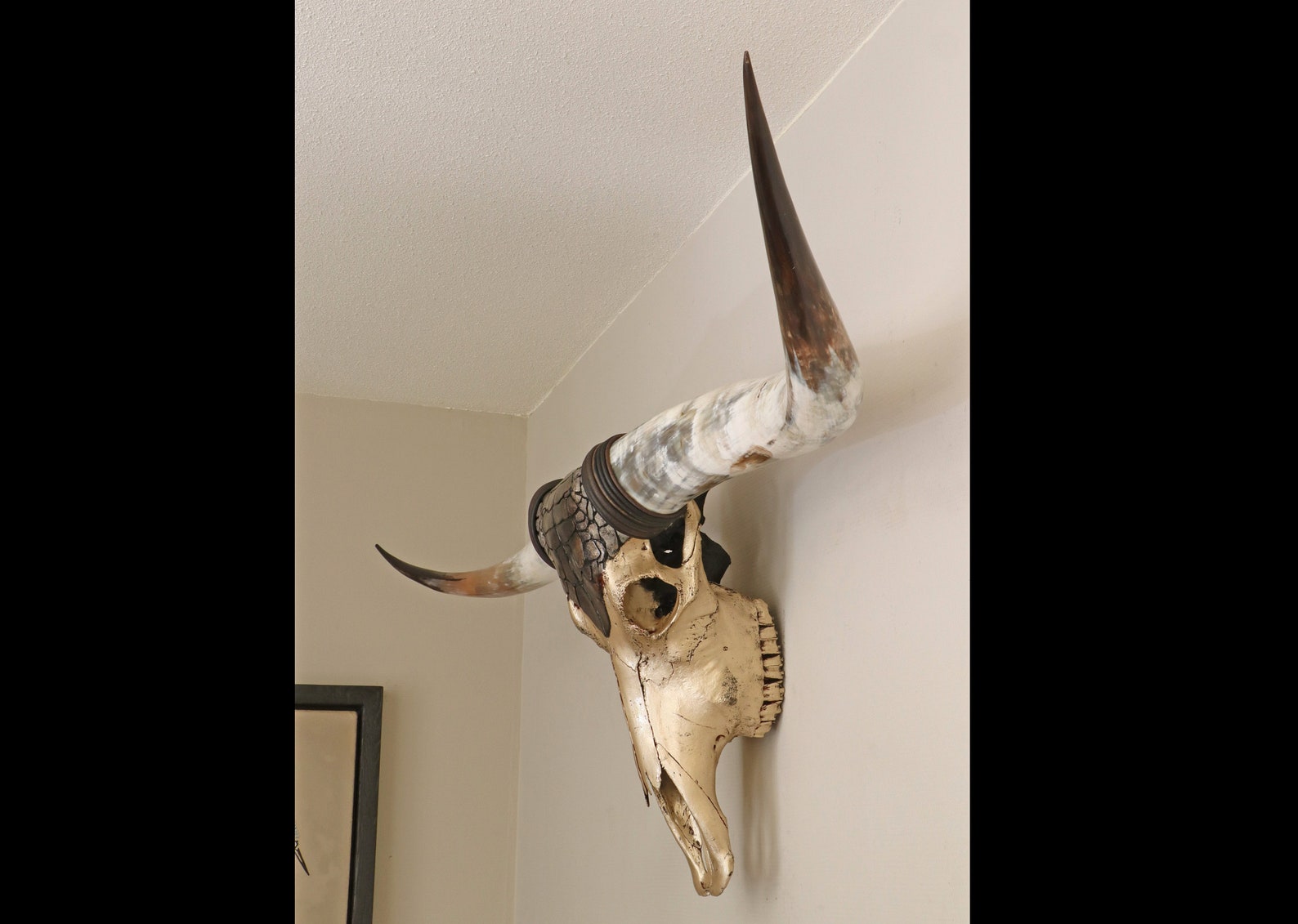 XL Longhorn Original Longhornskull Longhorn Skull Real - Etsy