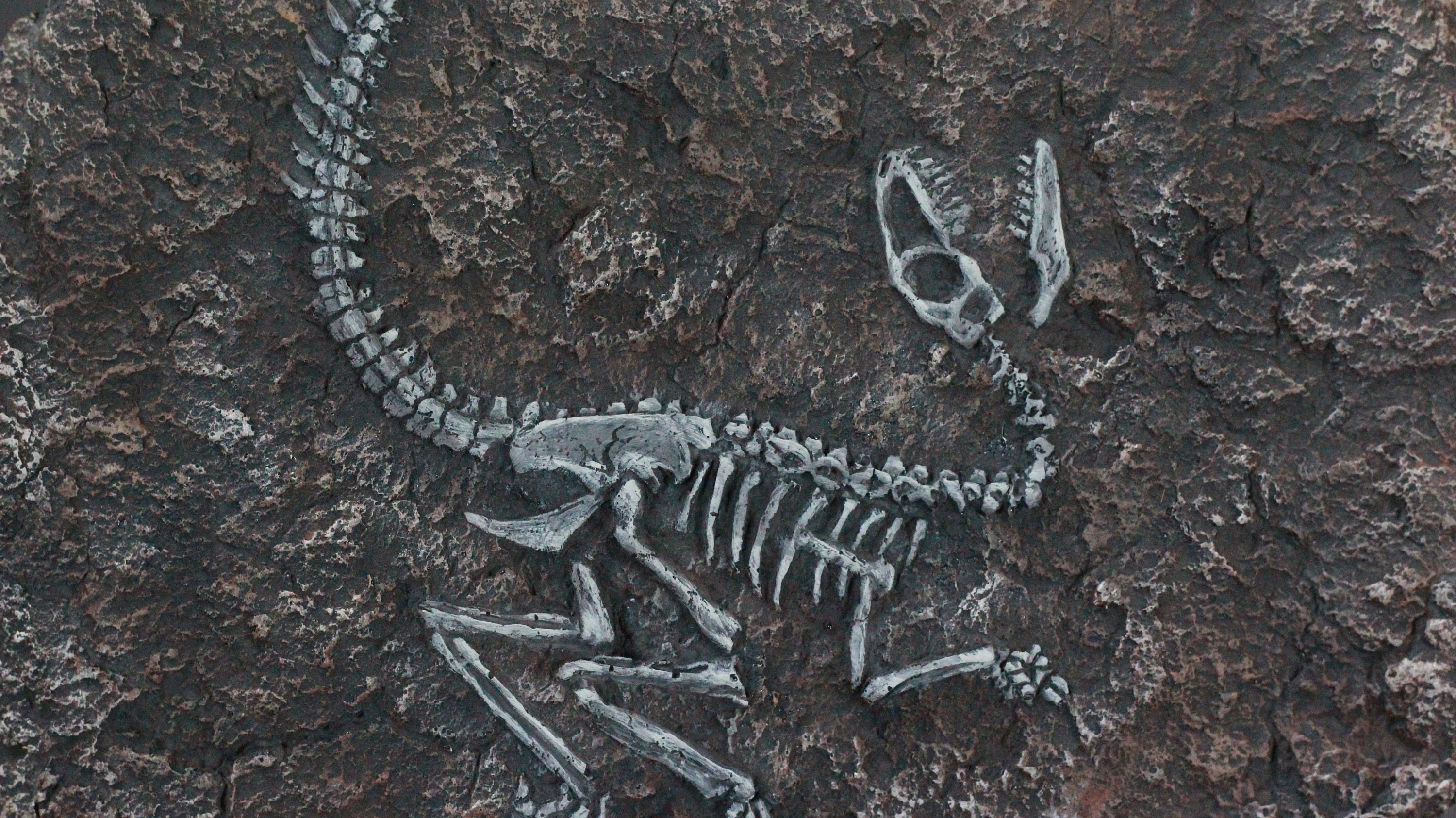 Velociraptor Bones In Ground