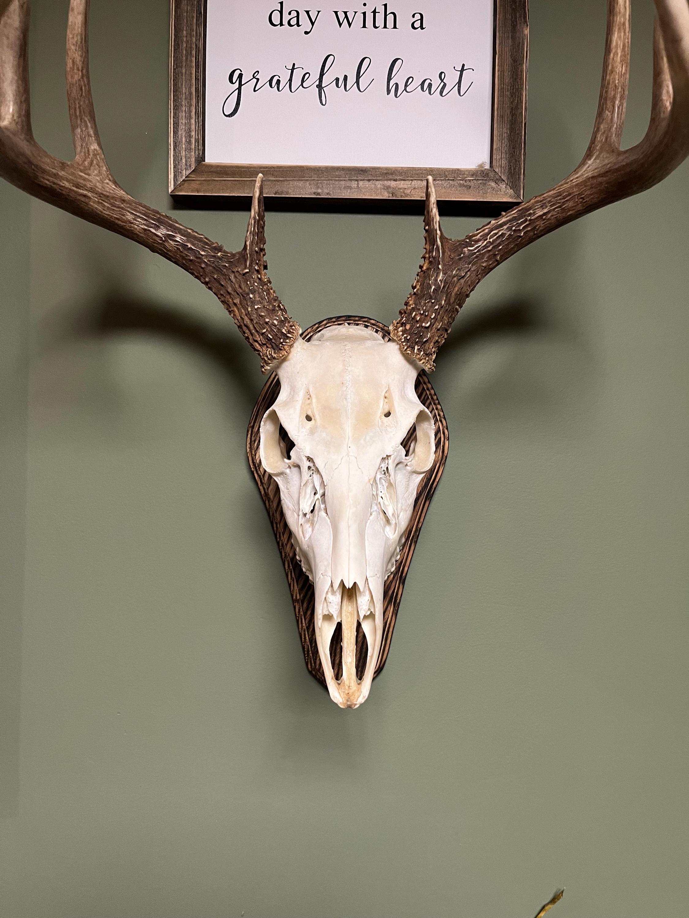 Deer Euro Skull Wall Plaque, Display, Hanger - Etsy