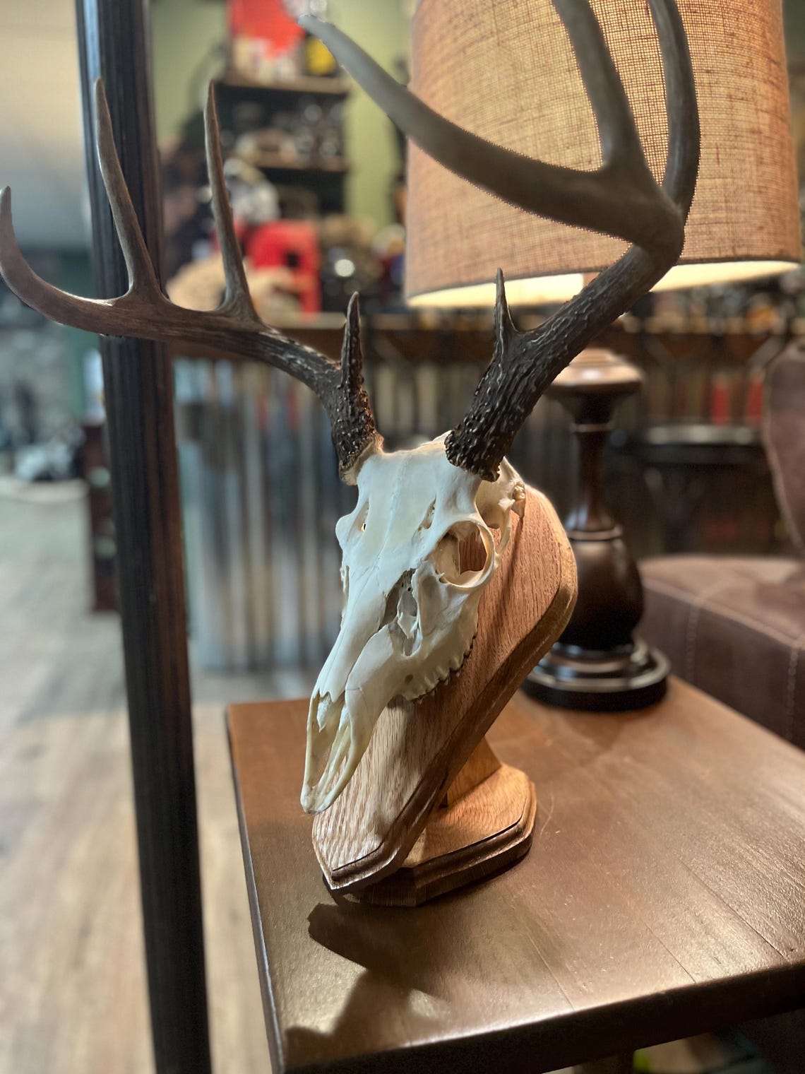 Table Top Deer Euro Skull Mount Display - Etsy