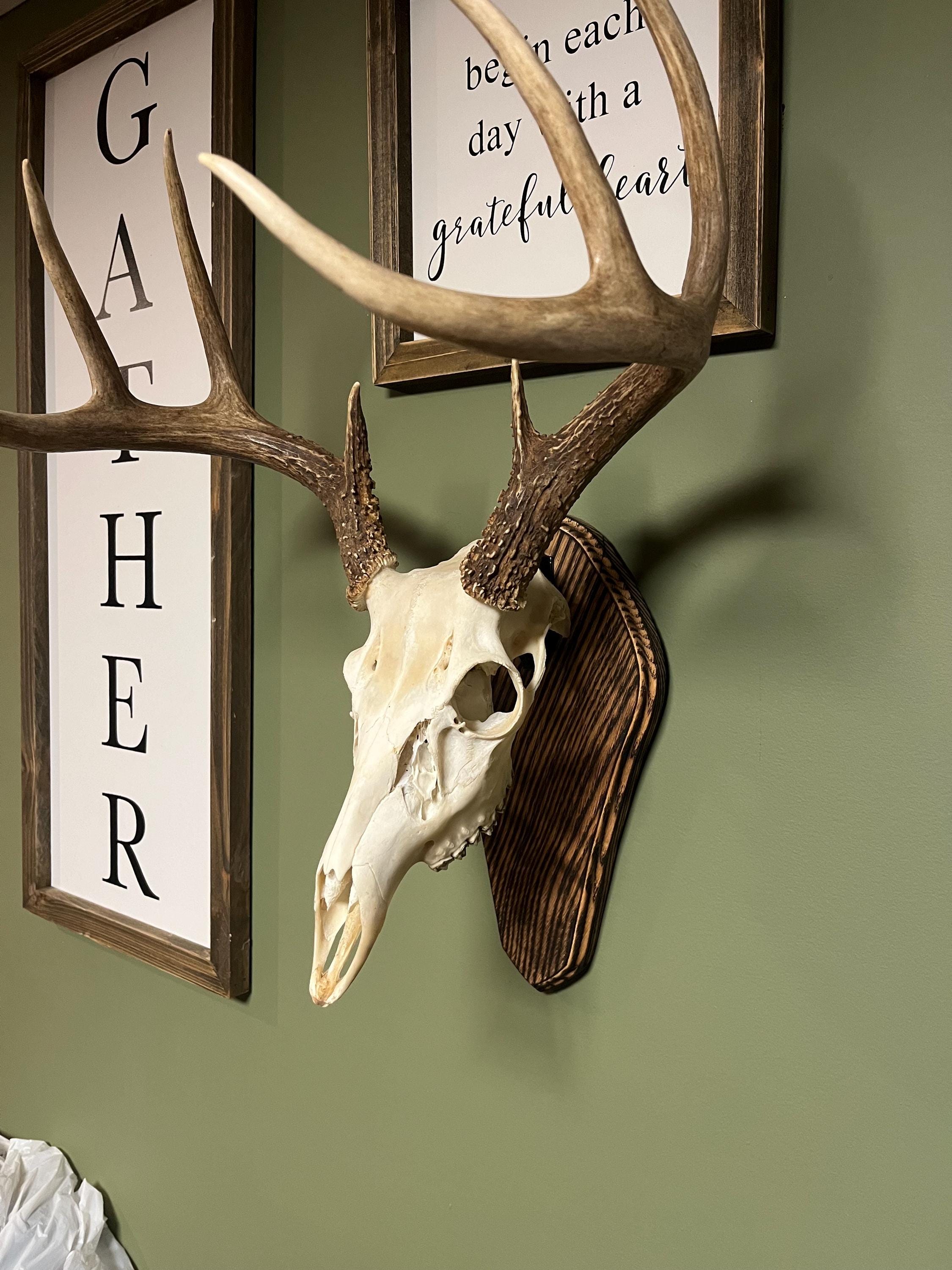 Deer Euro Skull Wall Plaque, Display, Hanger - Etsy