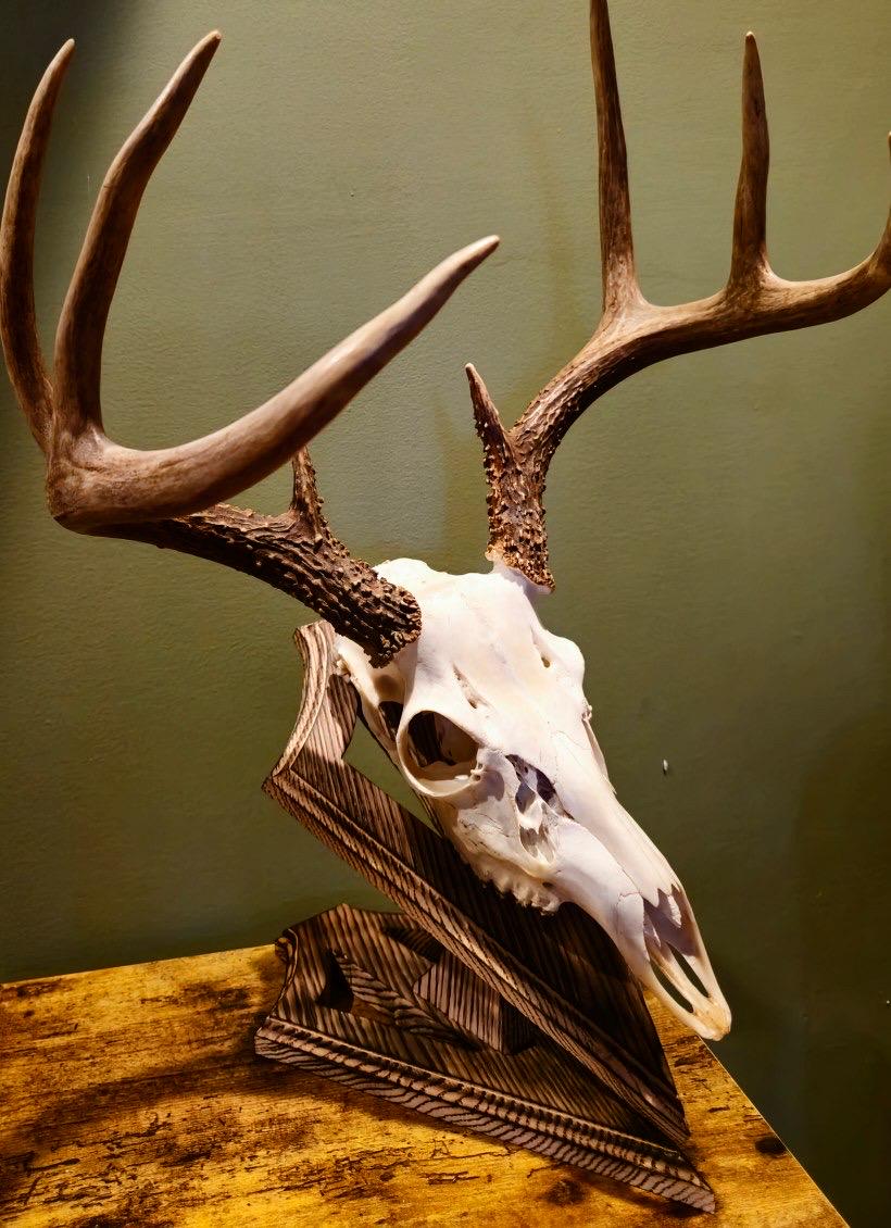 Table Top Double Broad Head Deer Euro Skull Display/ Mount - Etsy