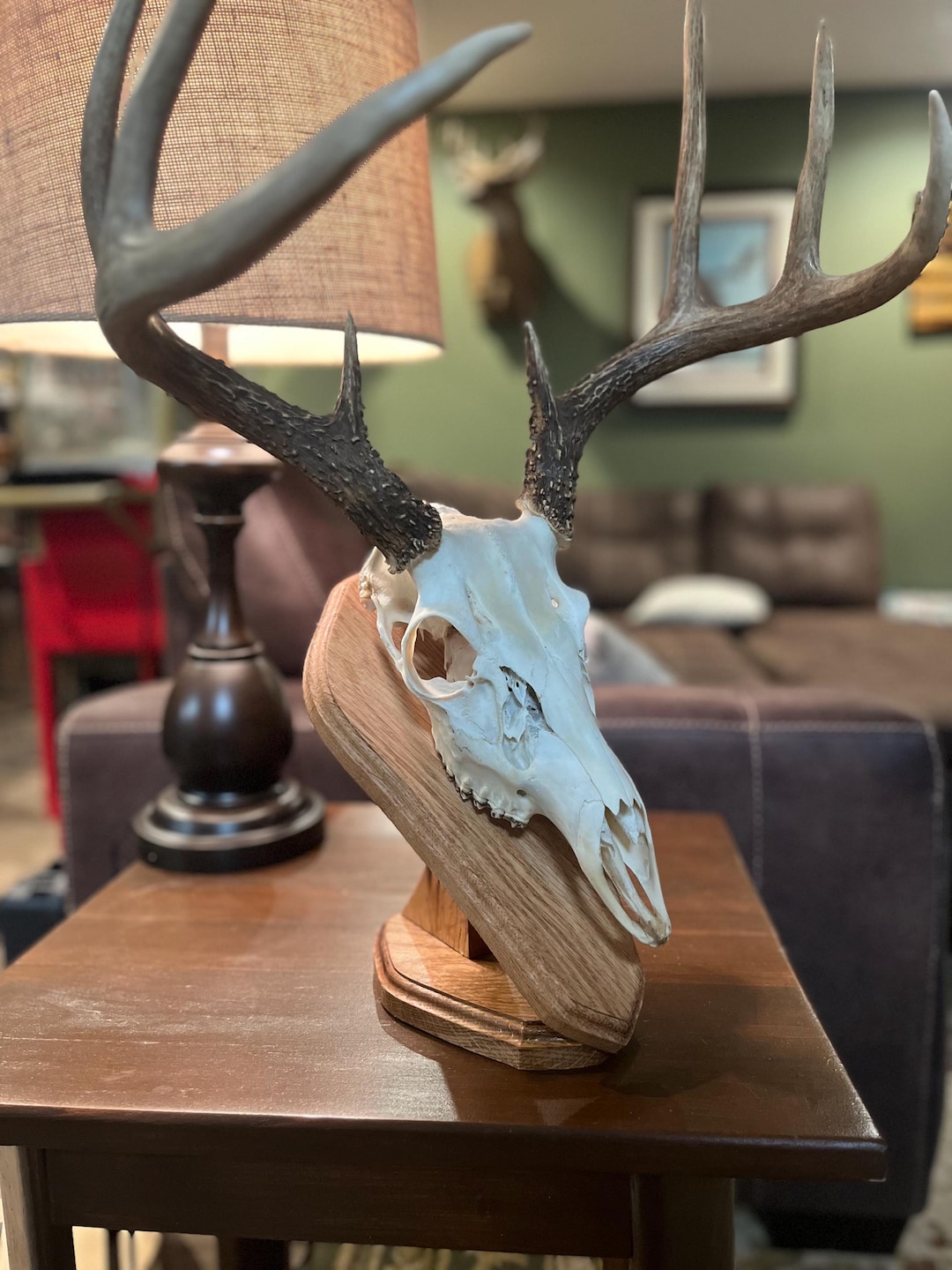 European Deer Skull Mount Display- Table Top - Etsy