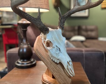 European Mount Board Deer Mount Board European Mount Deer Skull Mount ...