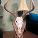 Arrowhead Table Top Deer Euro Skull Mount Display - Etsy