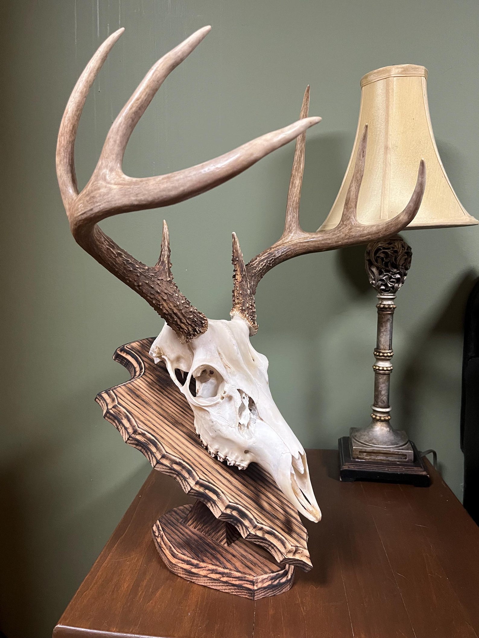 Arrowhead Table Top Deer Euro Skull Mount Display - Etsy
