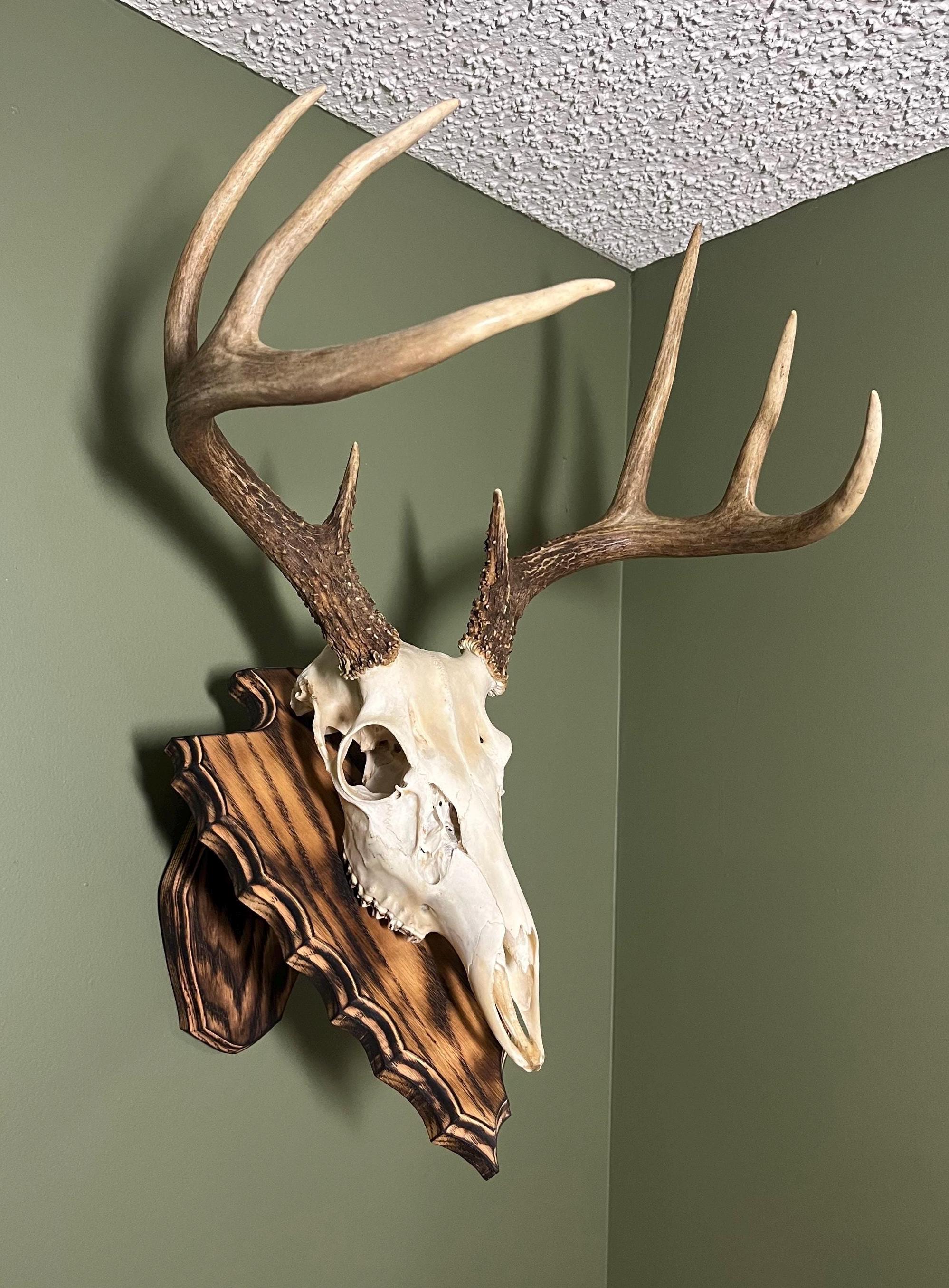 Arrowhead Wall Deer Euro Skull Plaque Display - Etsy