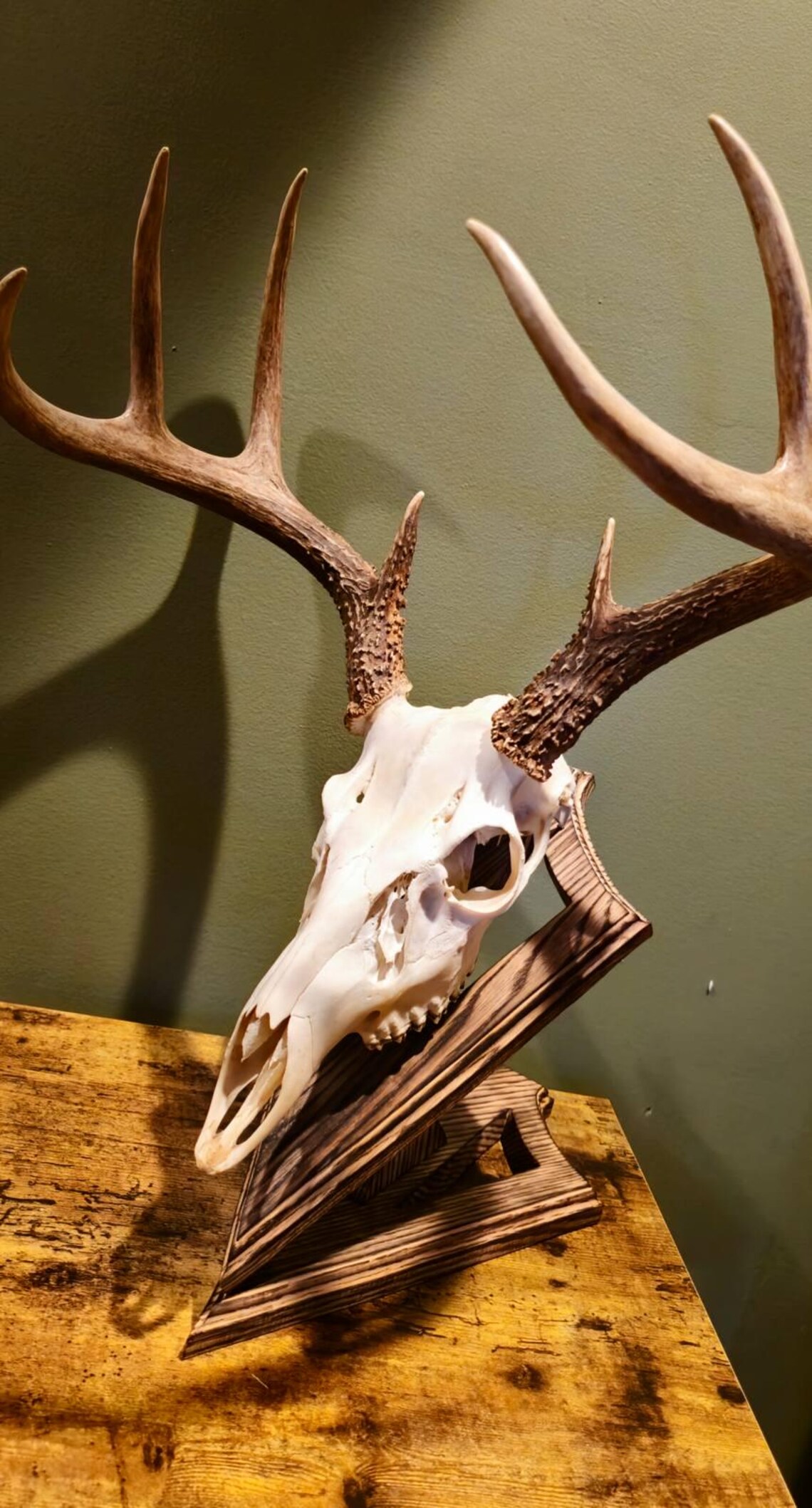Table Top Double Broad Head Deer Euro Skull Display/ Mount - Etsy