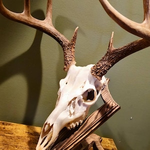 Table Top Double Broad Head Deer Euro Skull Display/ Mount - Etsy