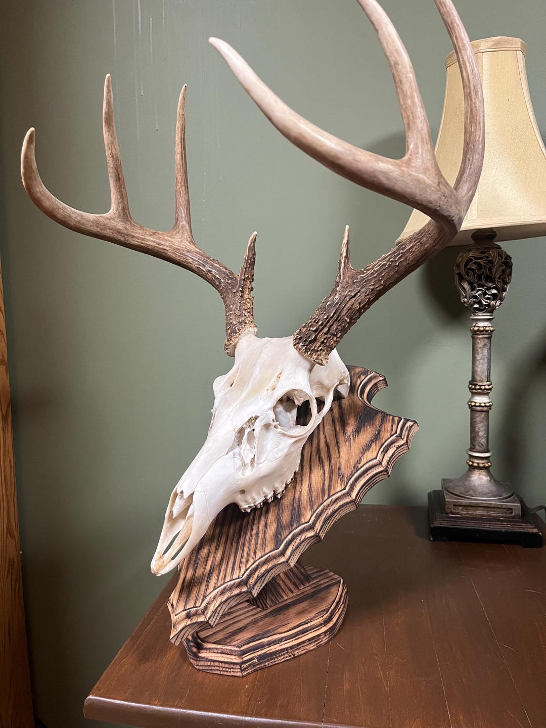Arrowhead Table Top Deer Euro Skull Mount Display - Etsy