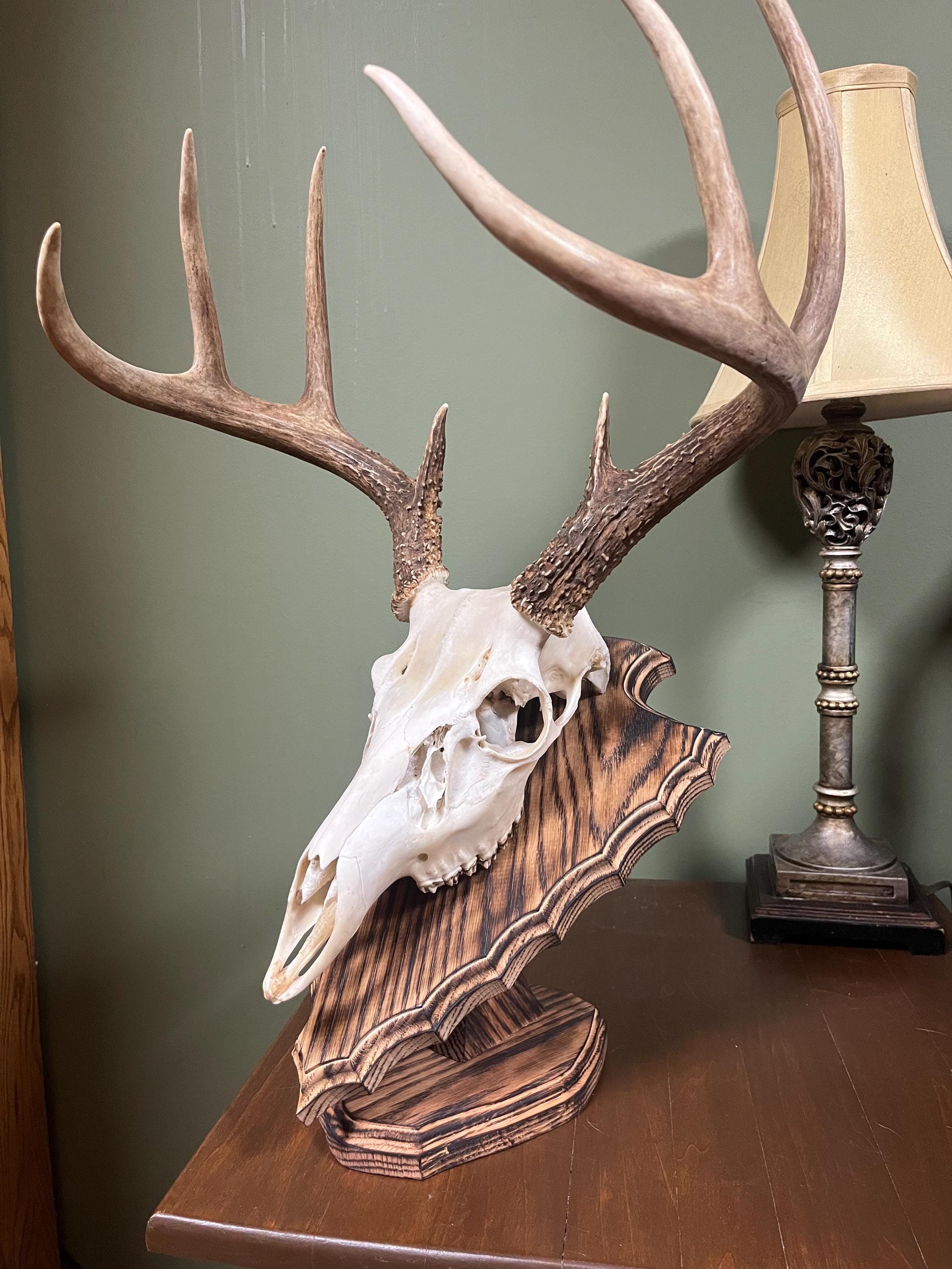 Arrowhead Table Top Deer Euro Skull Mount Display - Etsy
