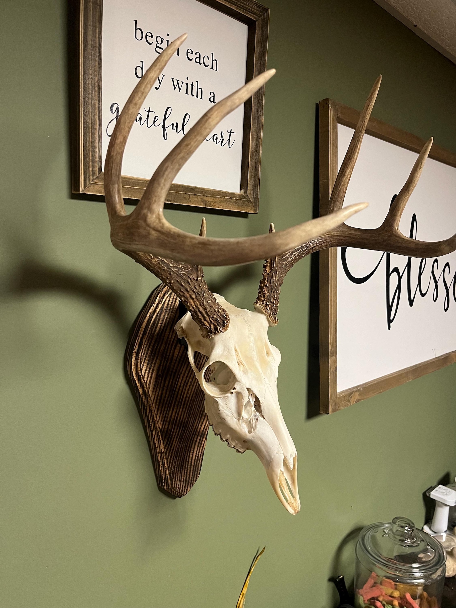 Deer Euro Skull Wall Plaque, Display, Hanger - Etsy
