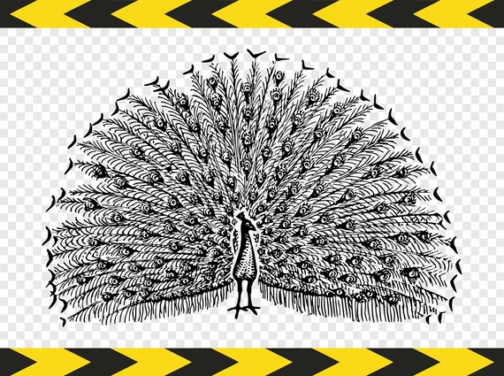 Pavo real Svg Clipart arte imprimir el arte de la pared para | Etsy
