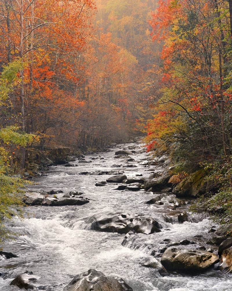 Mountain Stream In Fall