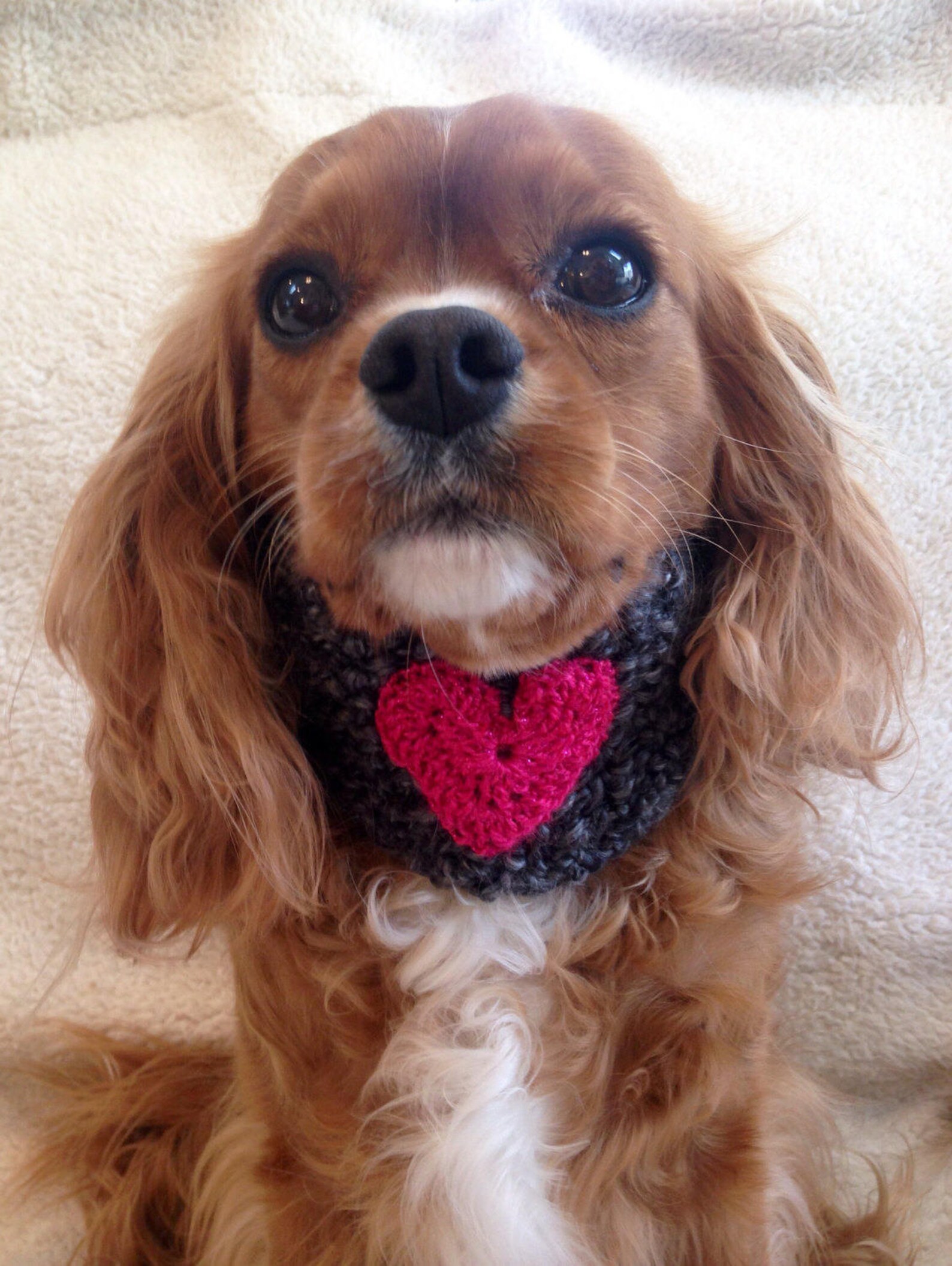 Dog Neckband/headband/snood Made to Your Measurements | Etsy