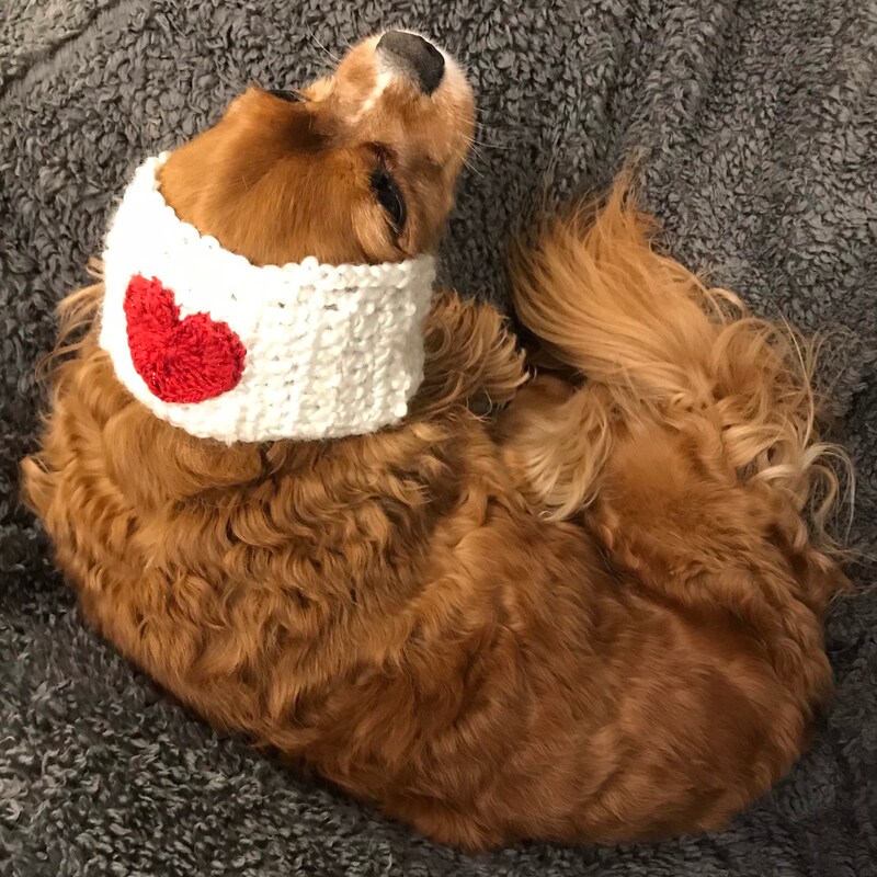 Dog Snood Pattern - Etsy