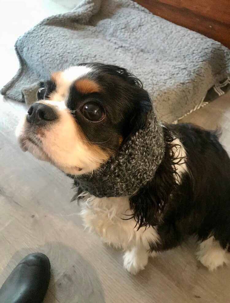 Dog Neckband/headband/snood Made to Your Measurements | Etsy