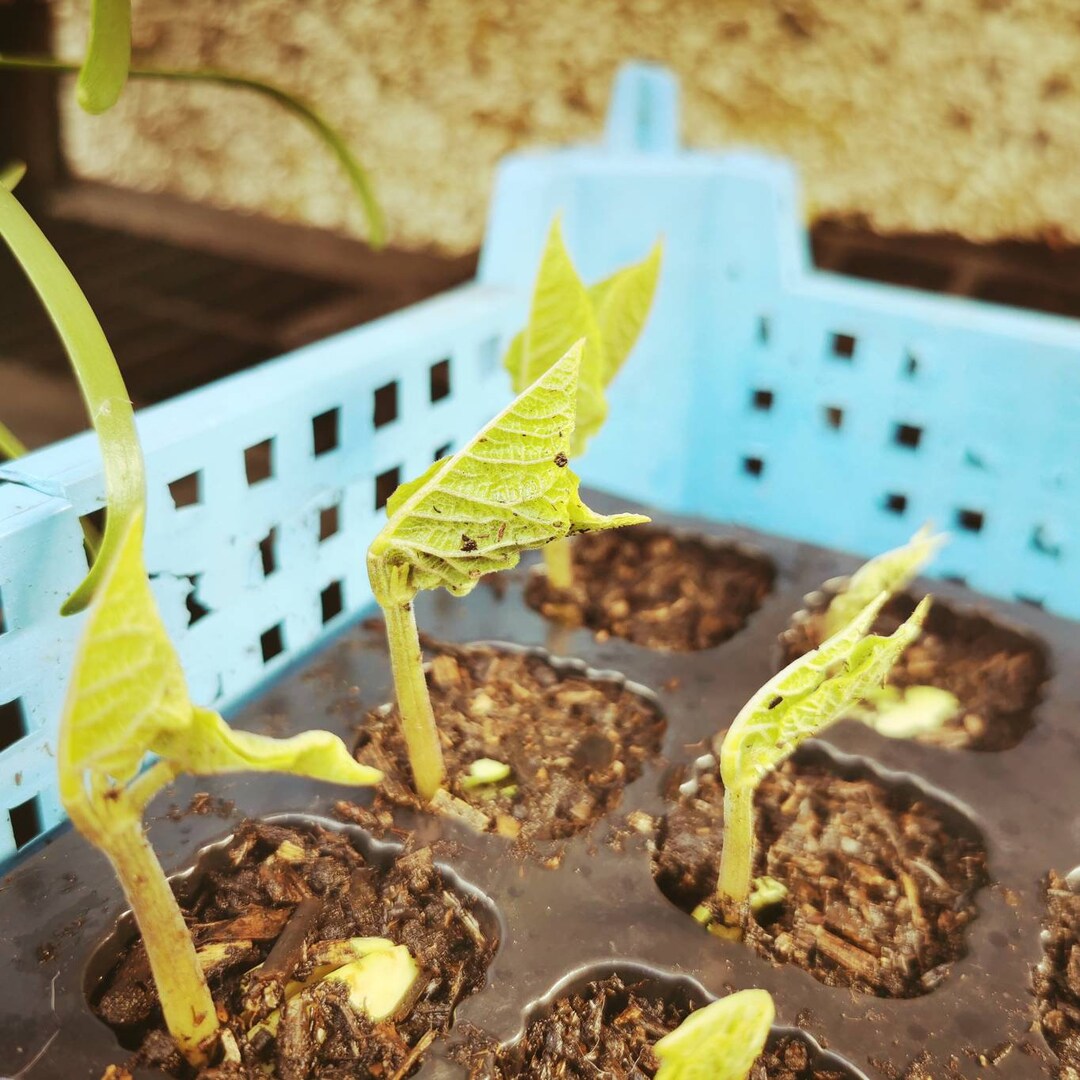Runner Bean 'enorma' Plug Plants Pre-order Ready Early June - Etsy UK