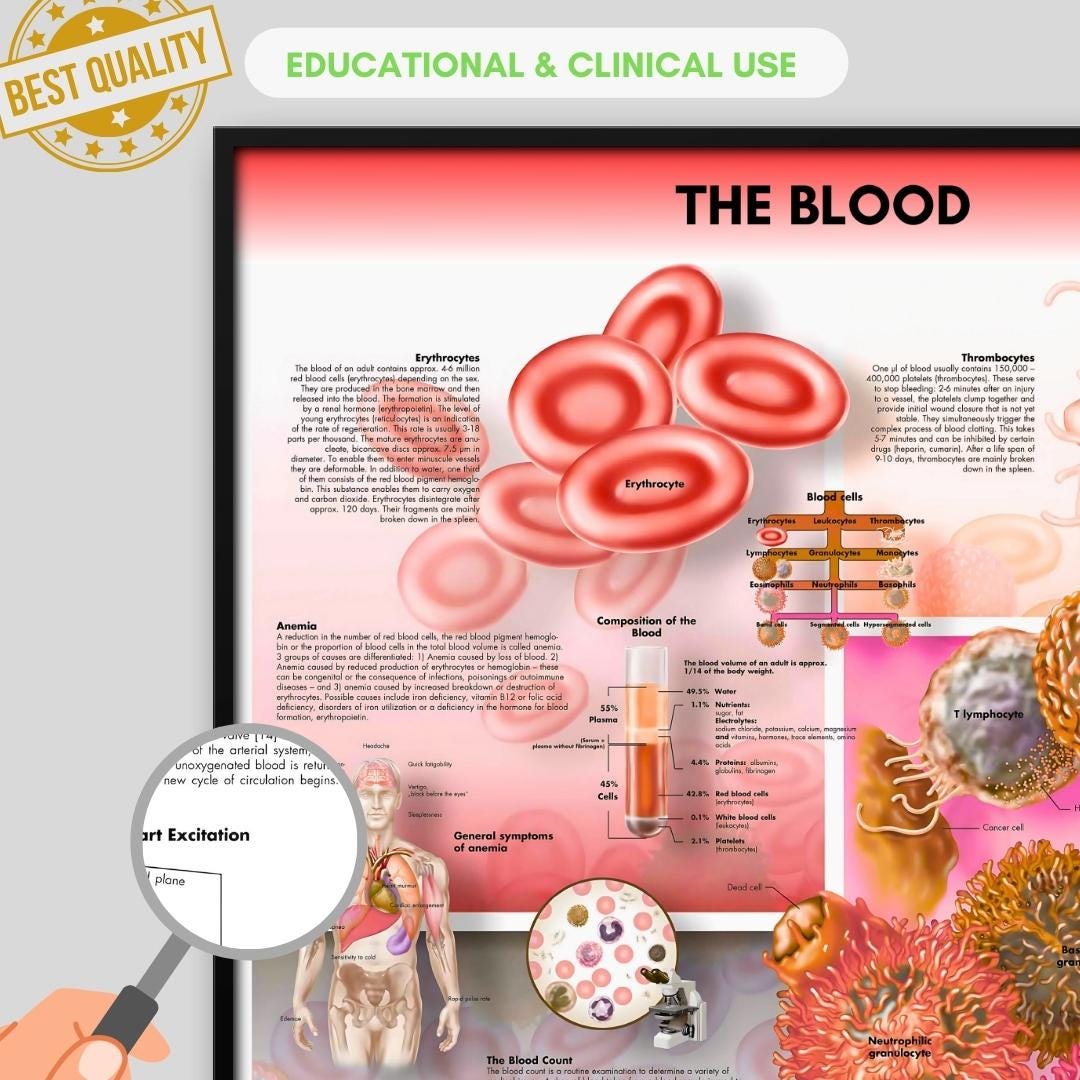 Blood Poster Anatomy Human Biology Poster Medical Student Poster Blood ...