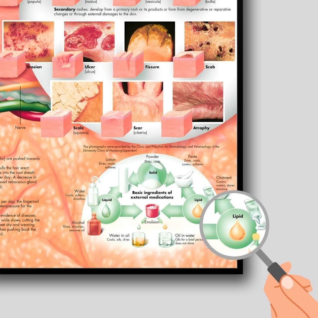 Skin Poster Anatomy Human Biology Poster Medical Student Poster ...