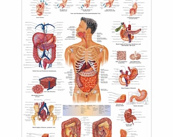 The Stomach Chart Anatomy Human Physiology Charts Medical Student Wall ...