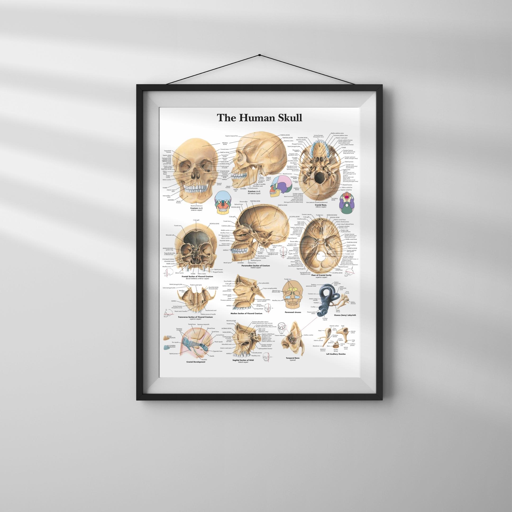 The Human Skull Chart Anatomy Human Physiology Charts Medical Student ...