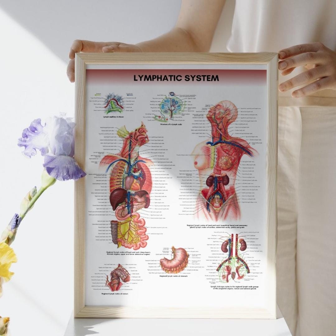 Lymphatic System Poster Anatomy Human Biology Poster Medical Student ...