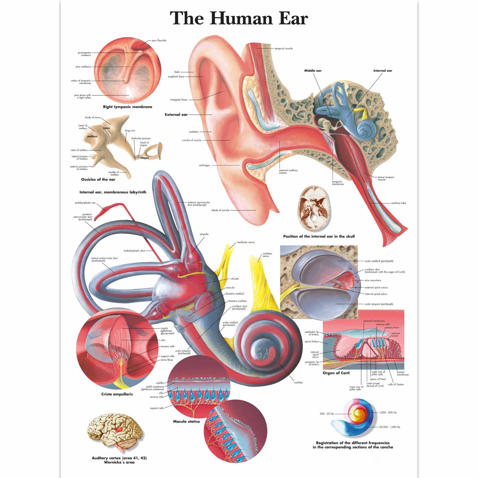 The Human Ear Chart Anatomy Human Physiology Charts Medical Student ...