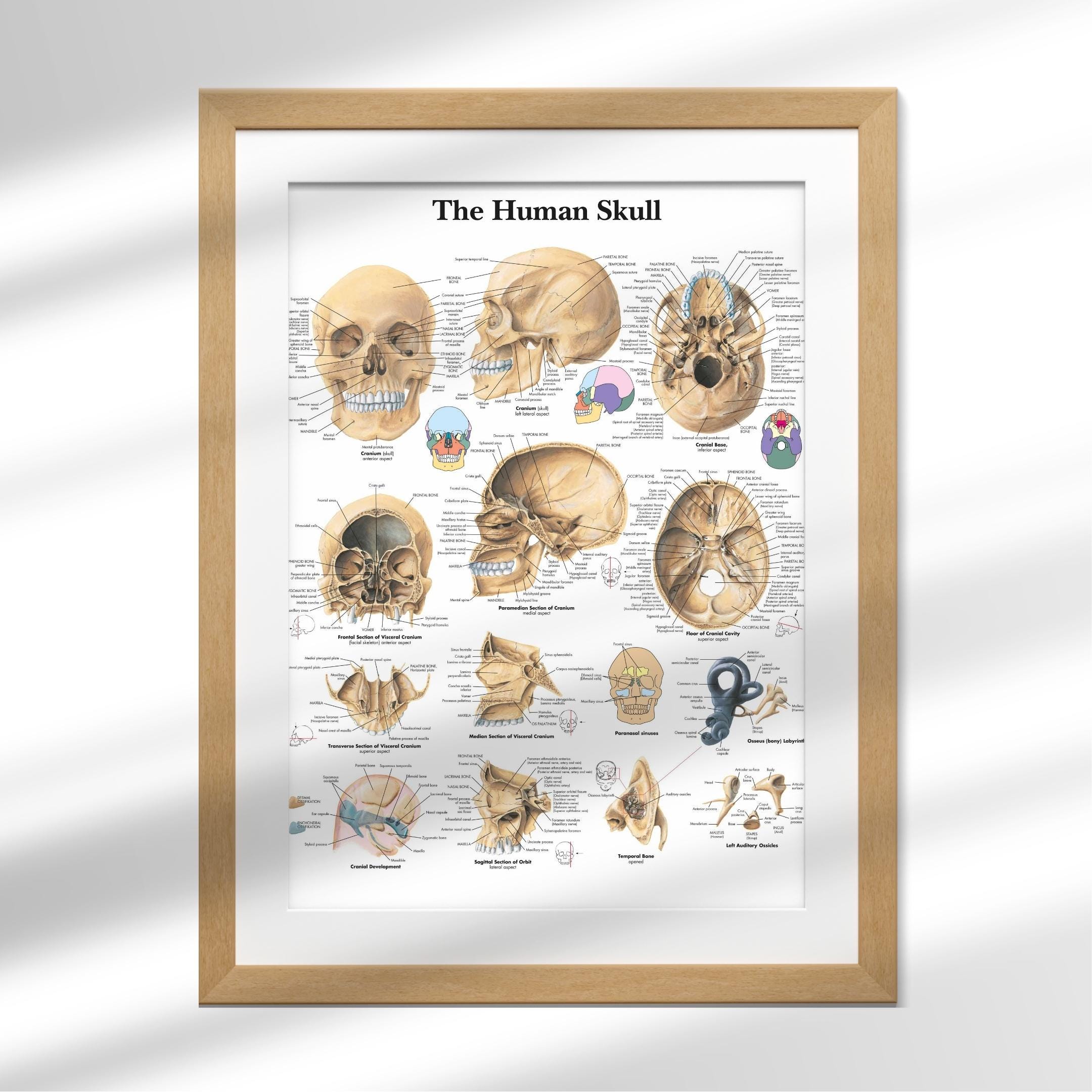 The Human Skull Chart Anatomy Human Physiology Charts Medical Student ...