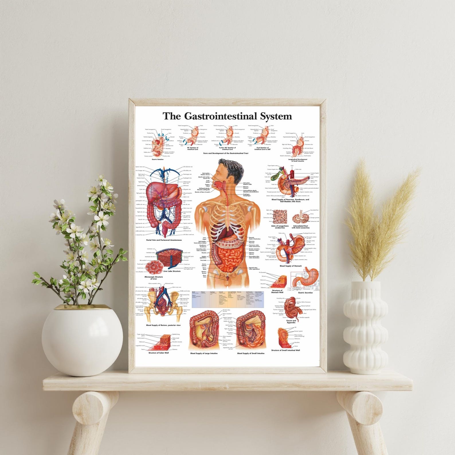 The Gastrointestinal System Chart Anatomy Human Physiology Charts ...