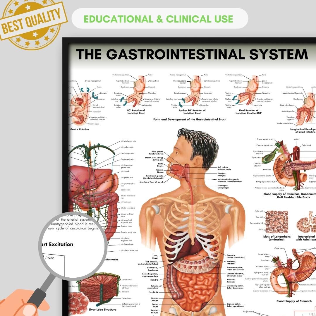Gastrointestinal System Poster Anatomy Human Biology Poster Medical ...