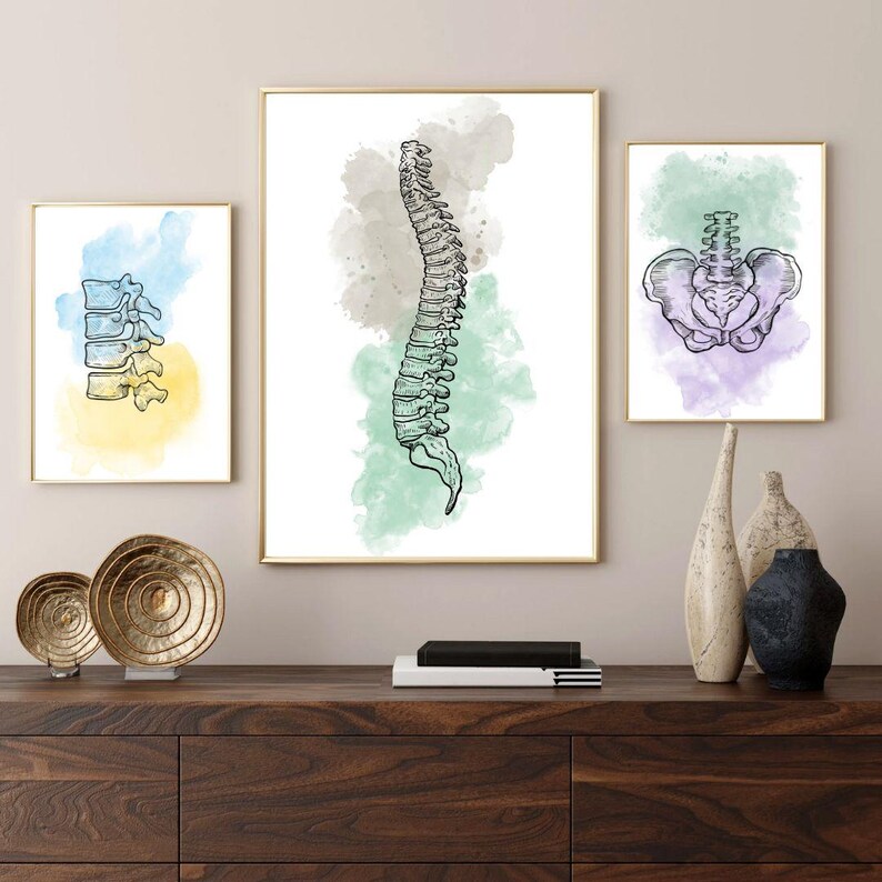 Human Body Anatomy Lumber Spine Cord and Pelvis Art for Chiropractor or Orthopedic Doctor Wall ...