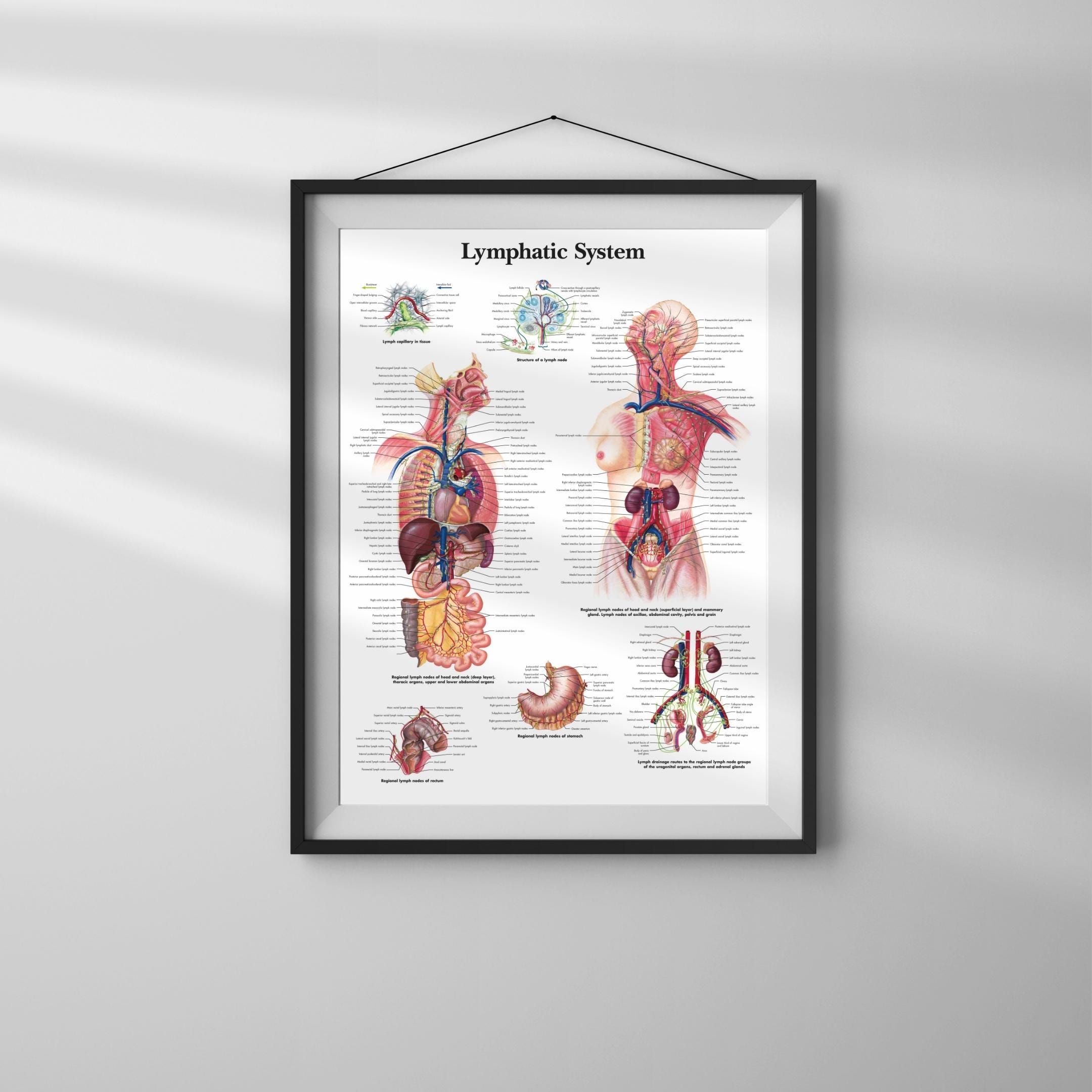 Lymphatic System Chart Anatomy Human Physiology Charts Medical Student ...